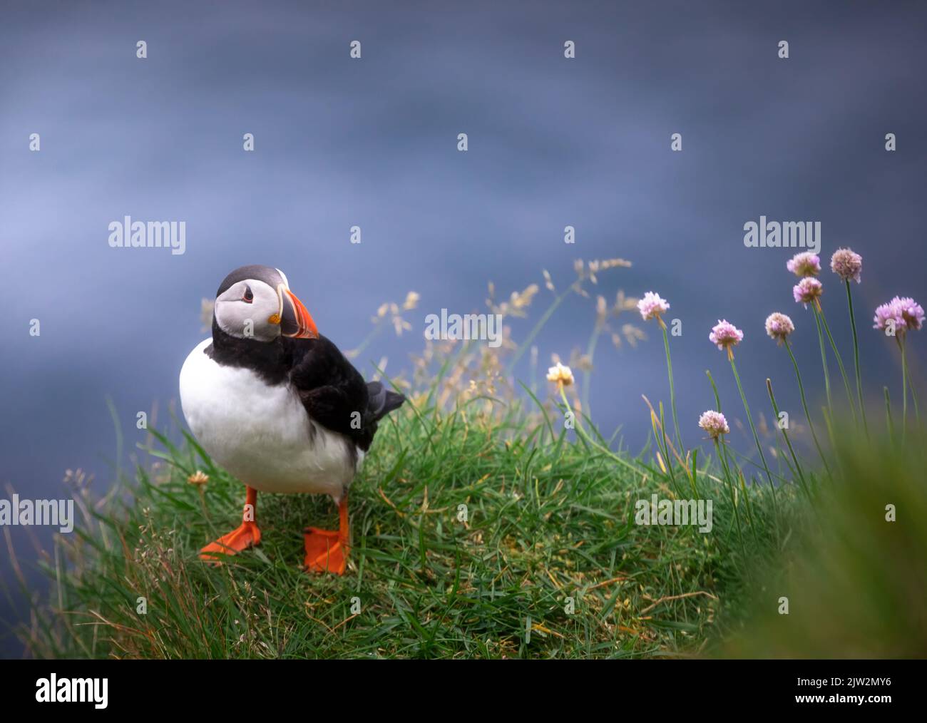 Wild puffin bird in green grass near hill slope on summer day Stock ...