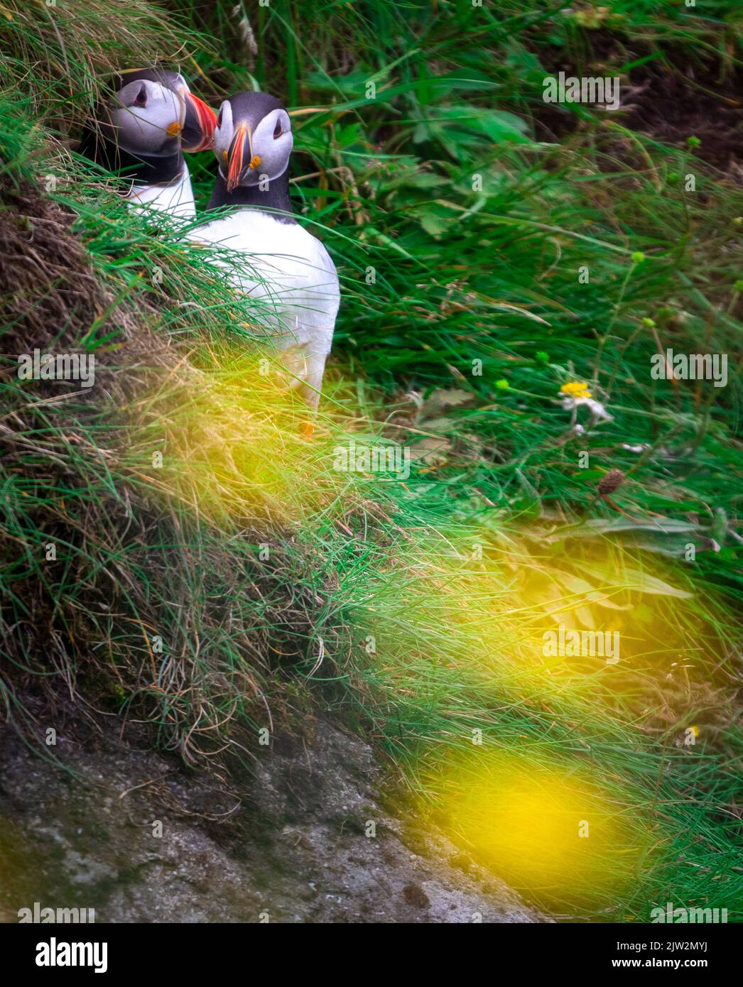 Pair of wild puffin birds hiding in green grass near hill slope on ...