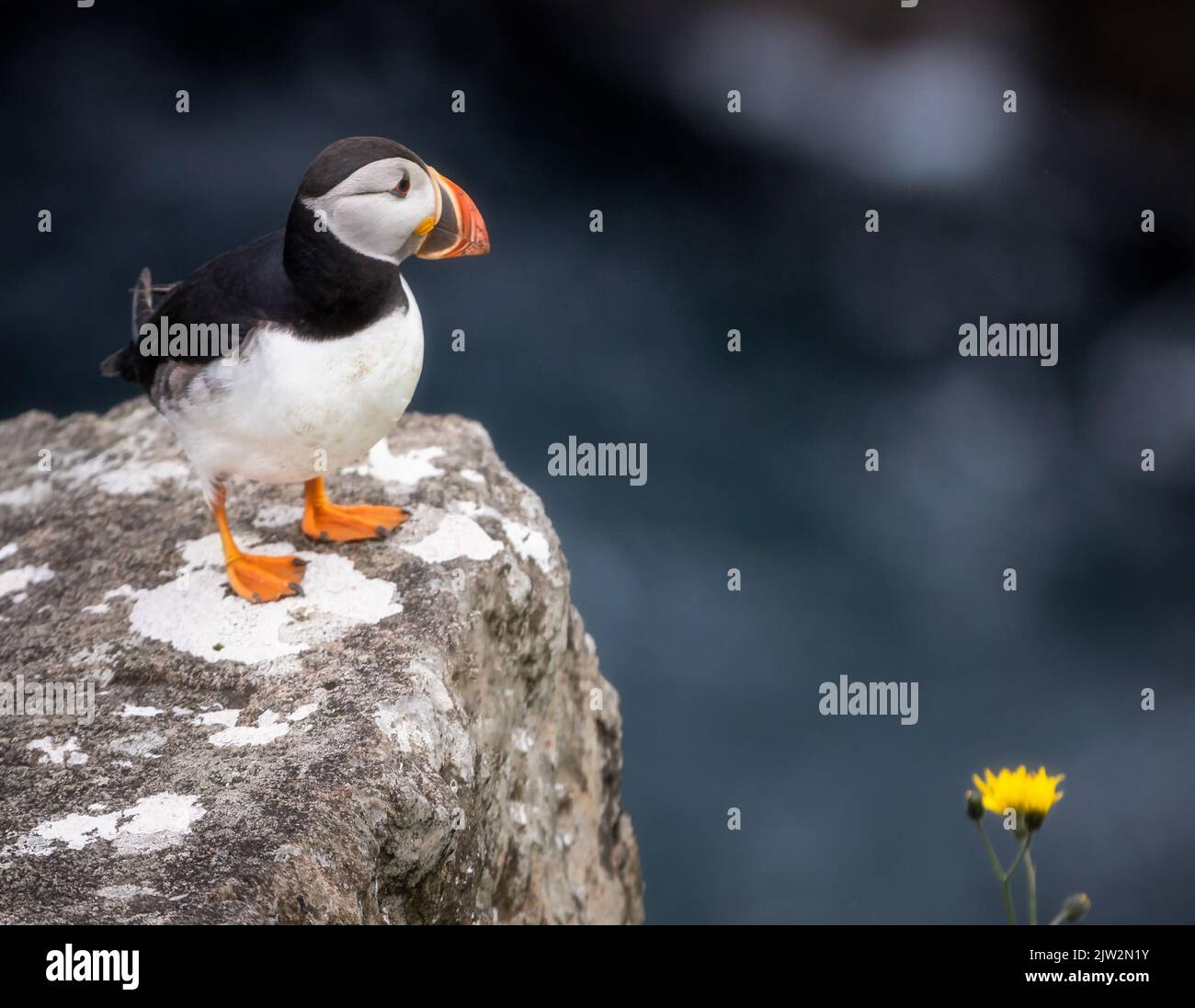 Wild puffin bird sitting on rough rock and spreading wings on blurred ...