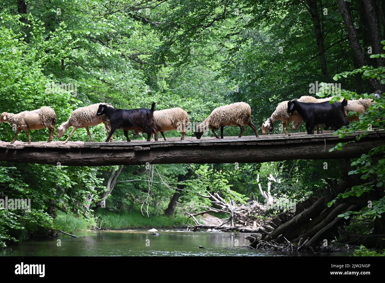 Flock of sheep crossing the river by an old bridge. Kirklareli city. Floodplain forest. Turkey ...