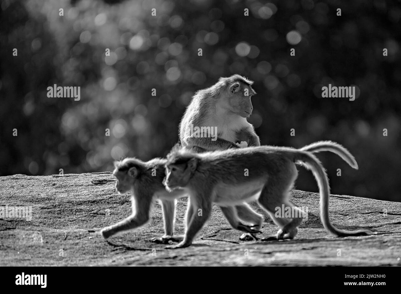 Monkey family Black and White Stock Photos & Images - Alamy