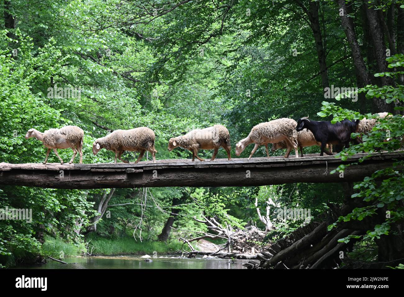 Flock of sheep crossing the river by an old bridge. Kirklareli city. Floodplain forest. Turkey ...