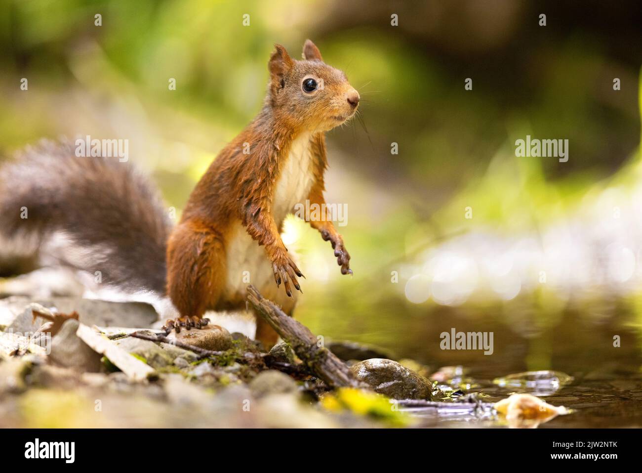 Red squirrel standing at the forest floor looking for enemies Stock ...