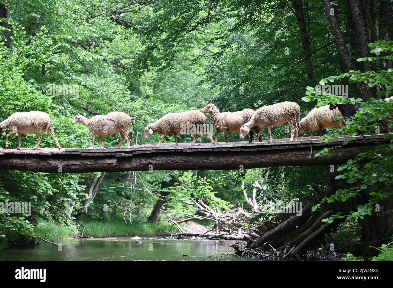 Flock of sheep crossing the river by an old bridge. Kirklareli city. Floodplain forest. Turkey ...