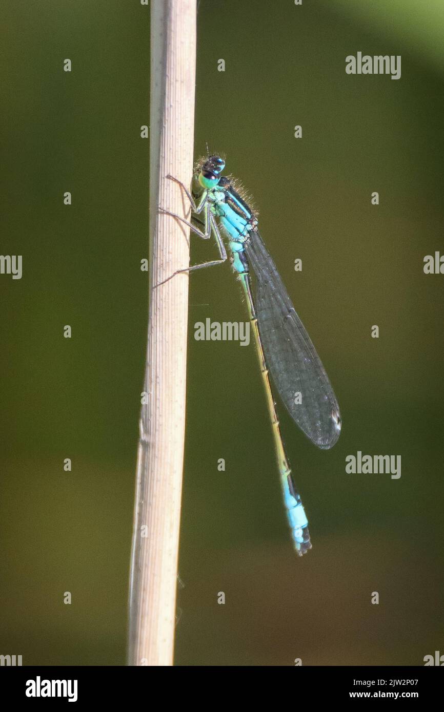 A vertical closeup of a dragonfly perched on a reed stem Stock Photo ...