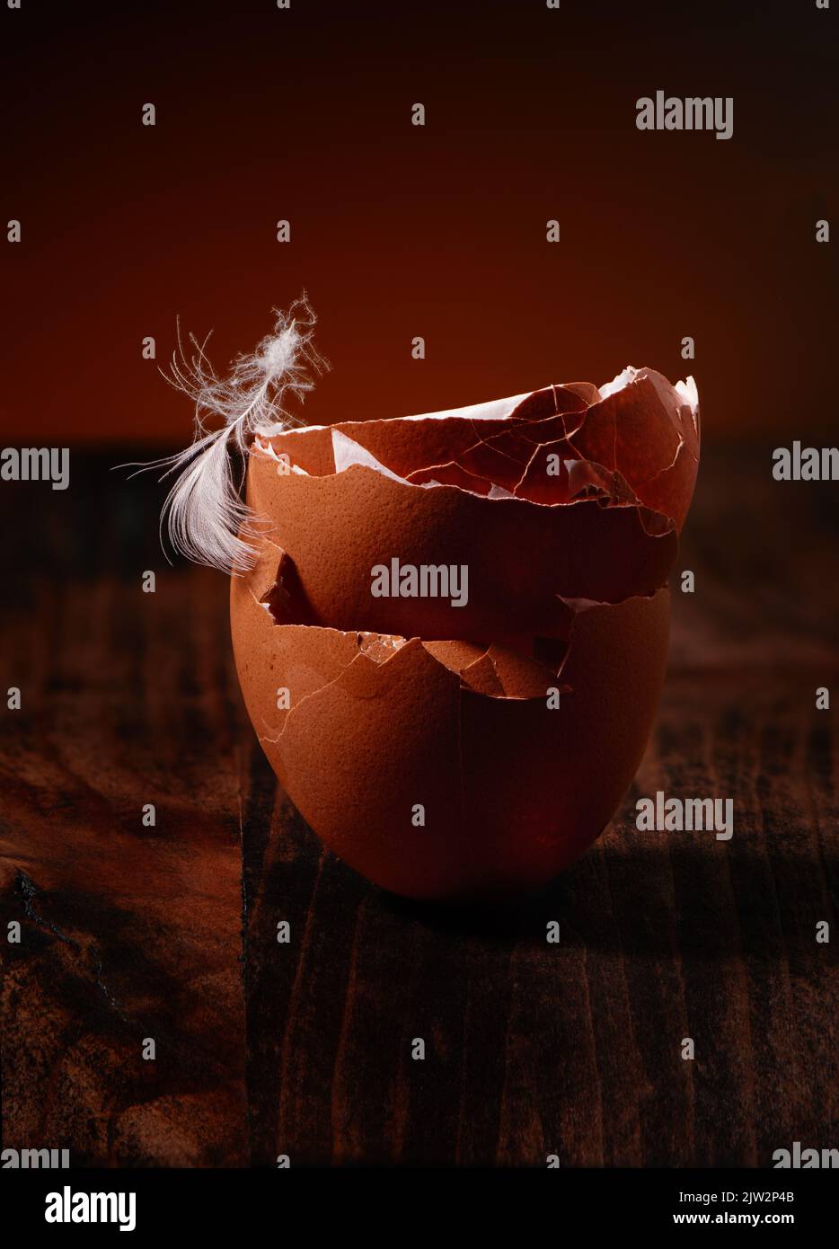 Stack of brown chicken egg shells with white feather on dark wooden ...