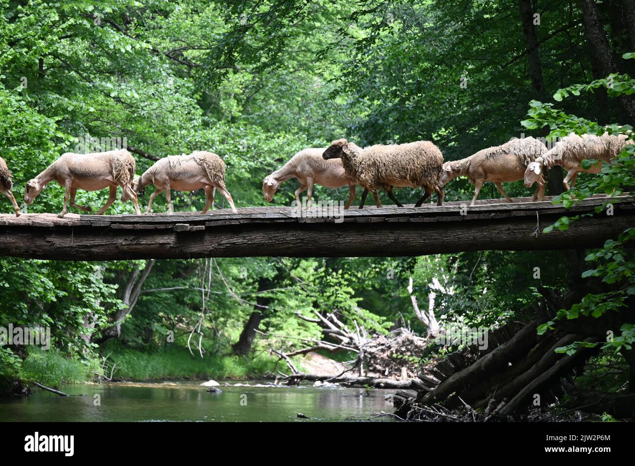 Flock of sheep crossing the river by an old bridge. Kirklareli city. Floodplain forest. Turkey ...