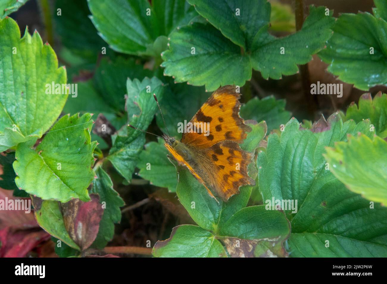 Comma butterfly on leaf Stock Photo - Alamy