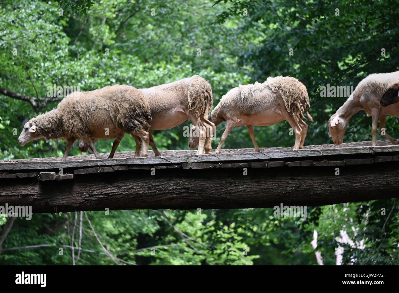 Flock of sheep crossing the river by an old bridge. Kirklareli city ...