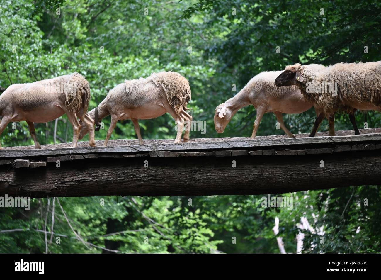 Flock of sheep crossing the river by an old bridge. Kirklareli city. Floodplain forest. Turkey ...