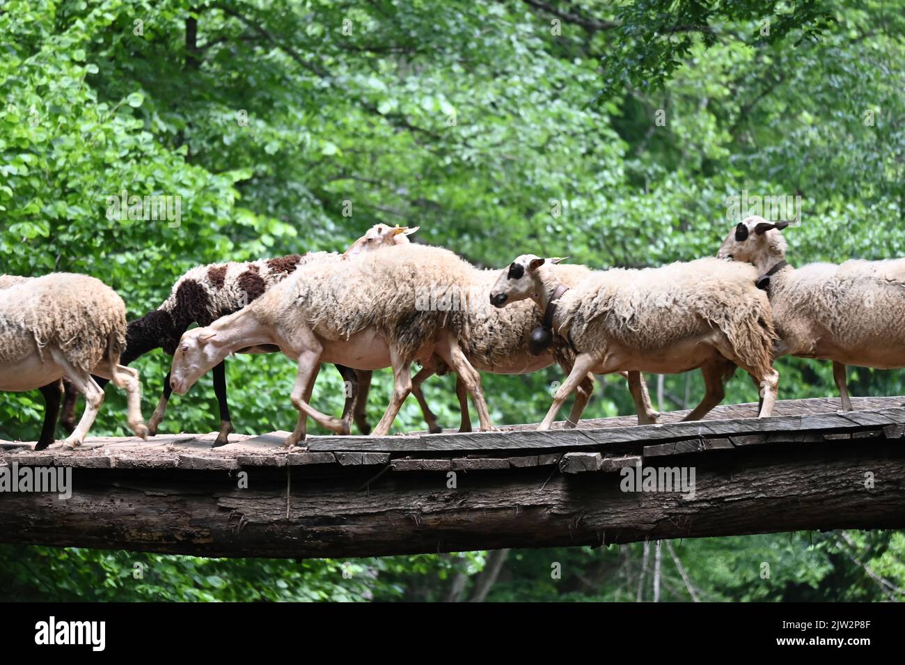 Flock of sheep crossing the river by an old bridge. Kirklareli city ...