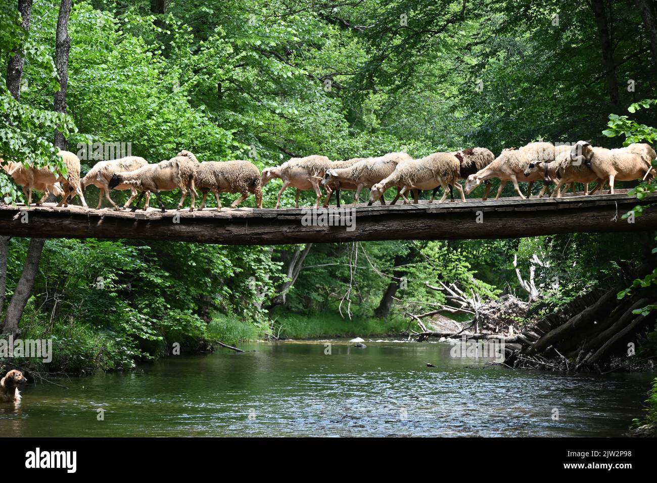 Flock of sheep crossing the river by an old bridge. Kirklareli city ...