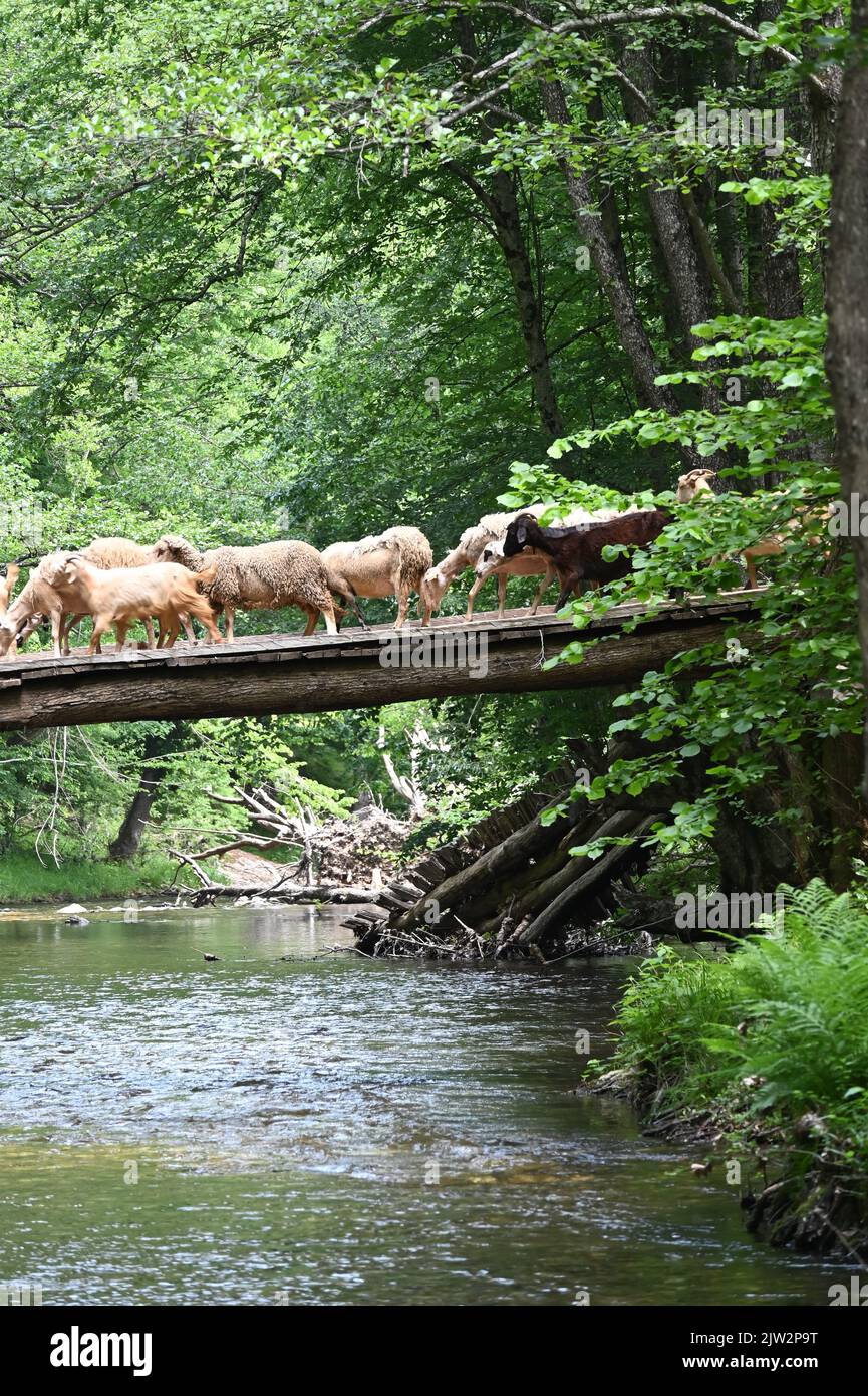 Flock of sheep crossing the river by an old bridge. Kirklareli city ...