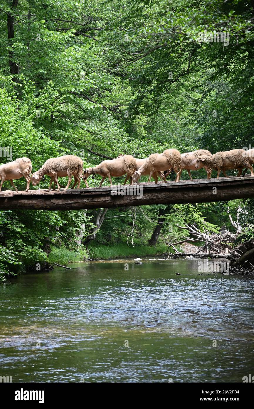 Cattle crossing river black and white hi-res stock photography and images - Alamy