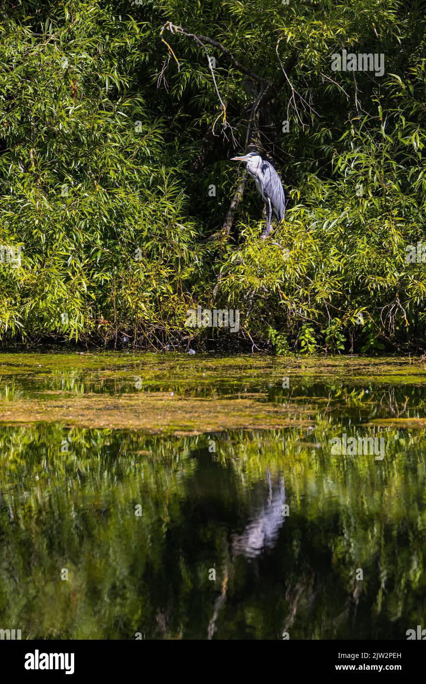 Grey Heron in the trees digesting his meal Stock Photo - Alamy