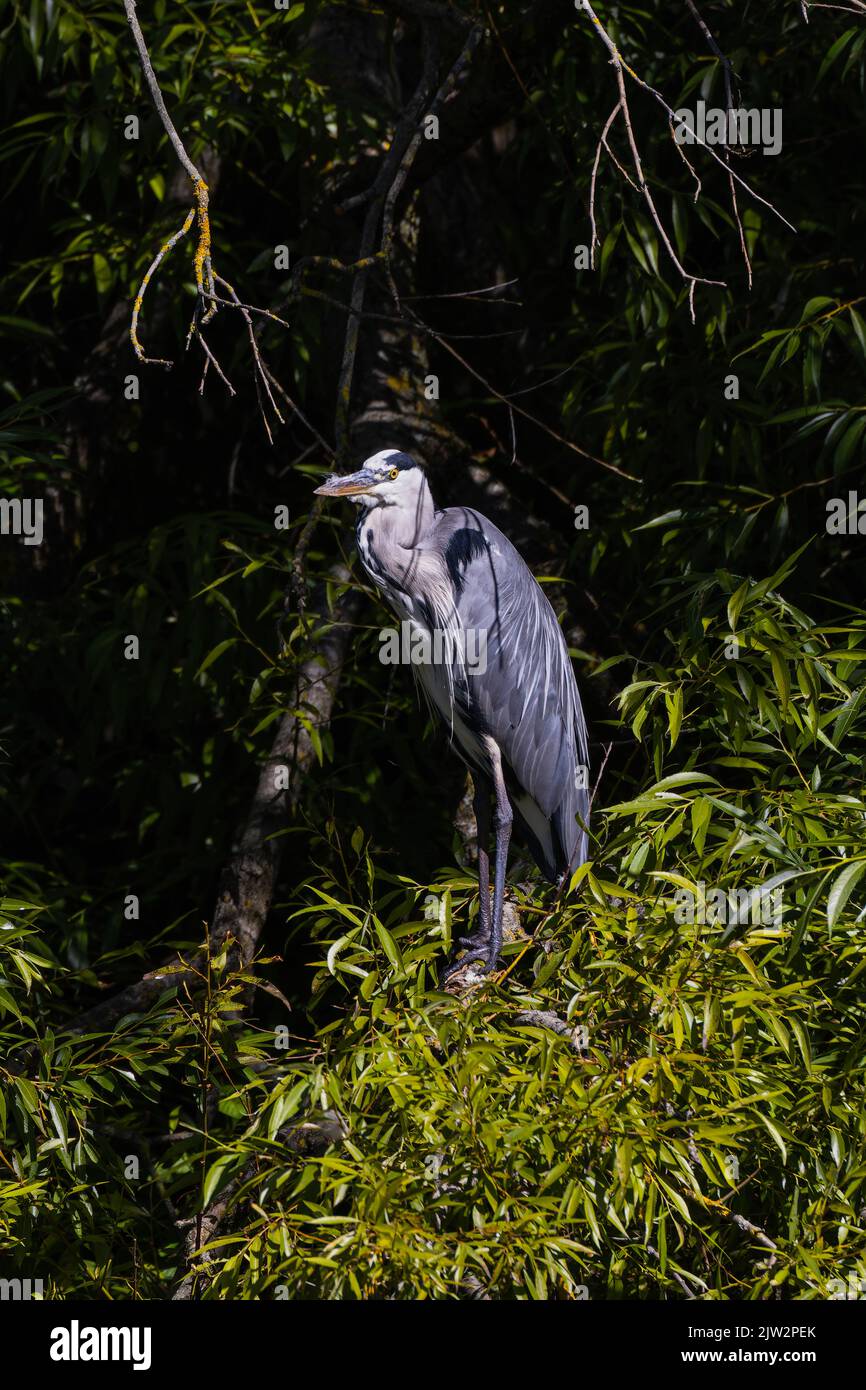 Grey Heron in the trees digesting his meal Stock Photo - Alamy