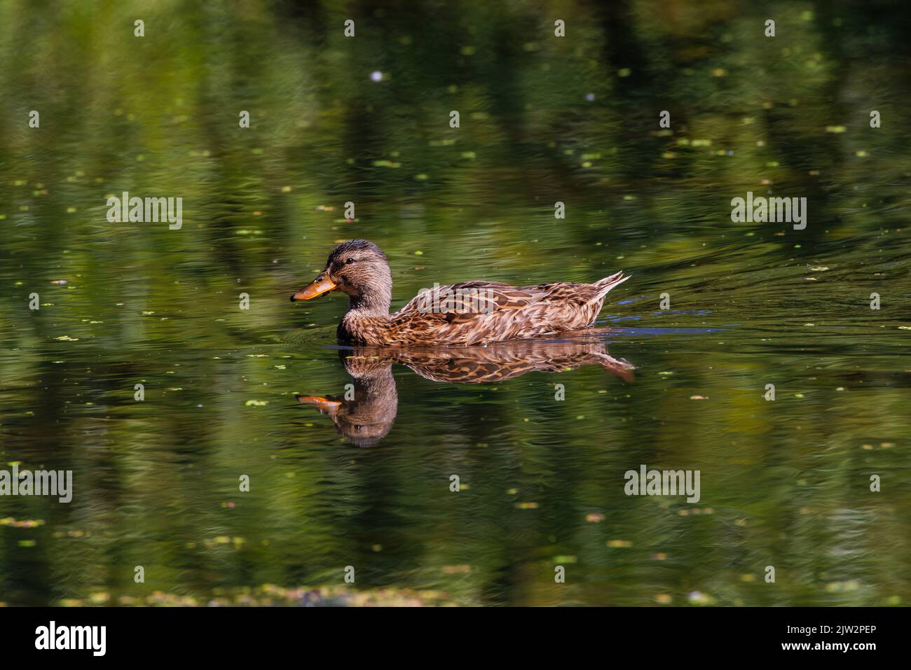 Female mallard duck Stock Photo - Alamy