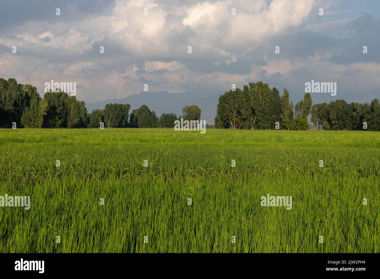 Beautiful scenery view of rice fields in the swat valley, Pakistan ...