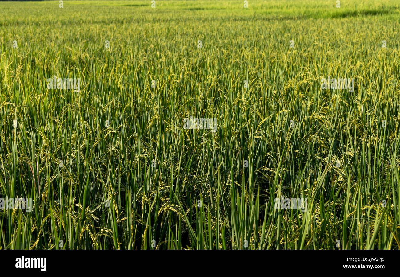 Rice crop in the field closeup view Stock Photo - Alamy