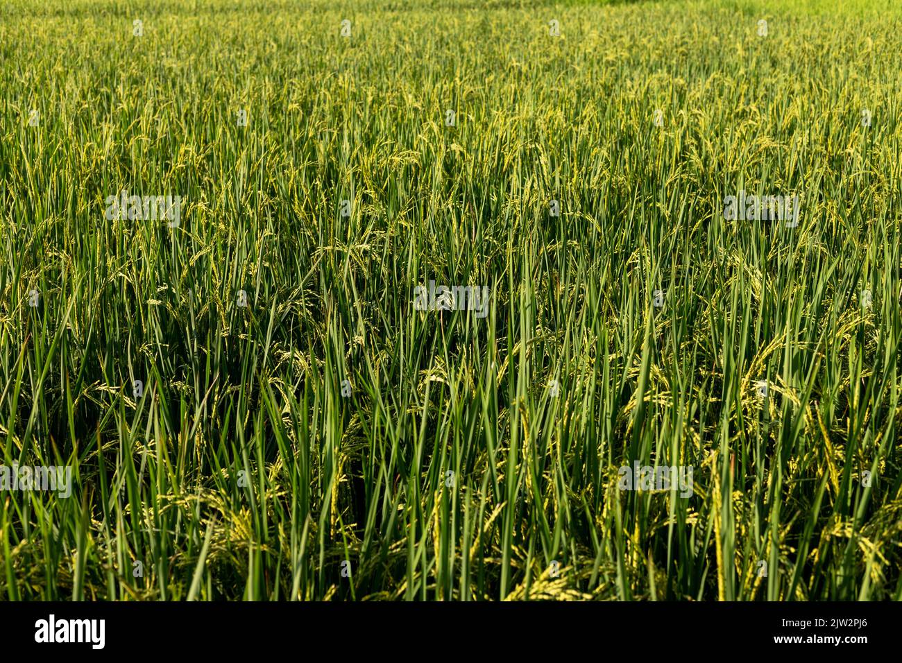 Rice crop ready to mature and to be harvest Stock Photo - Alamy
