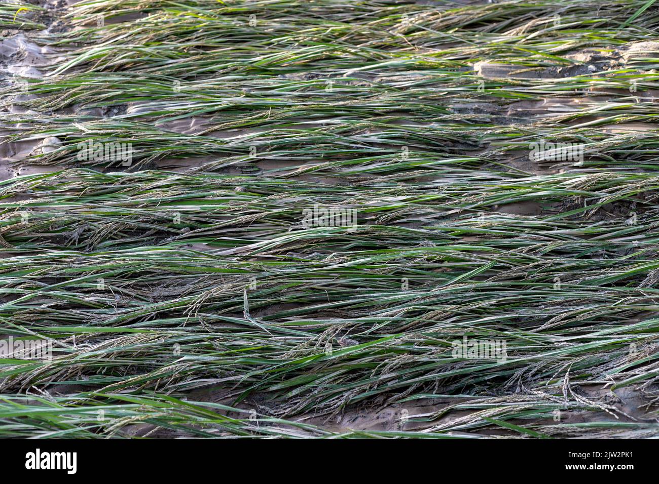 Flood in the river swat damage the rice crop in the fields Stock Photo ...
