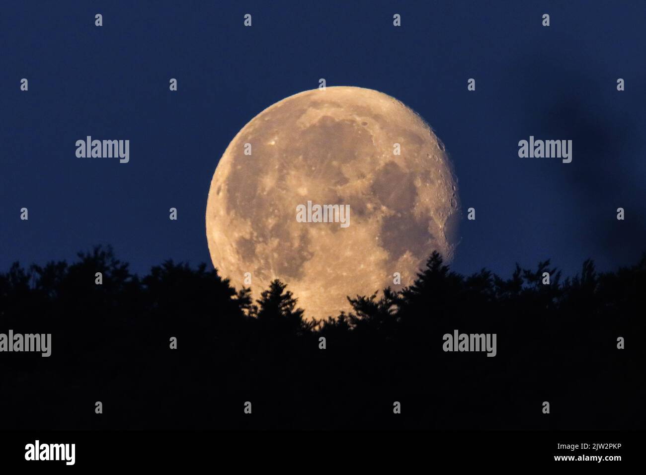A full moonset in front of a forest with coniferous trees Stock Photo ...