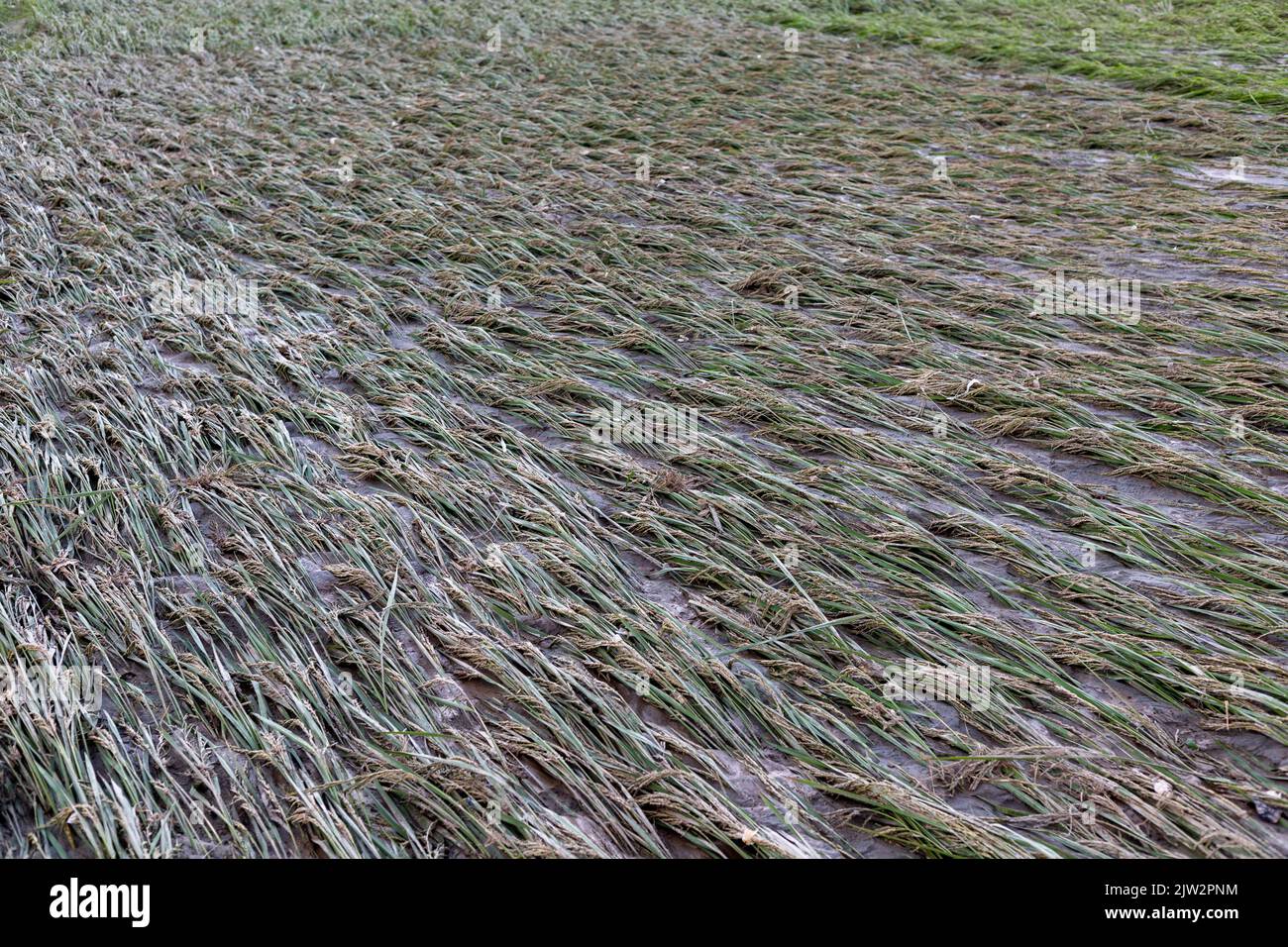 Rice field runoff by a flood with muddy water and buried crop under the ...