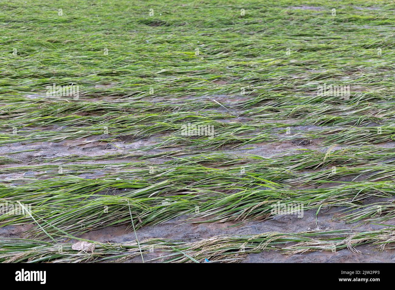 Rain water and flood washout rice crop in the fields Stock Photo - Alamy