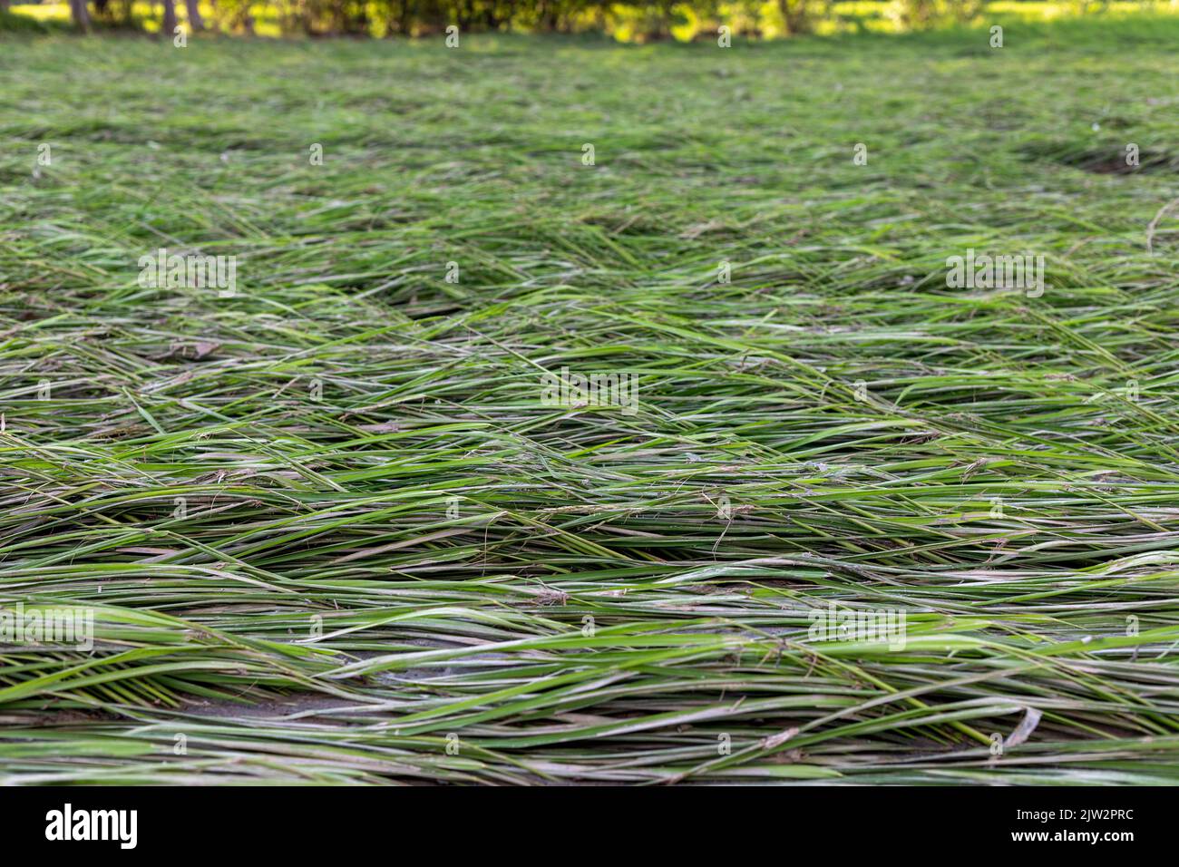 Flood water runoff and wash away agriculture field and crop Stock Photo ...