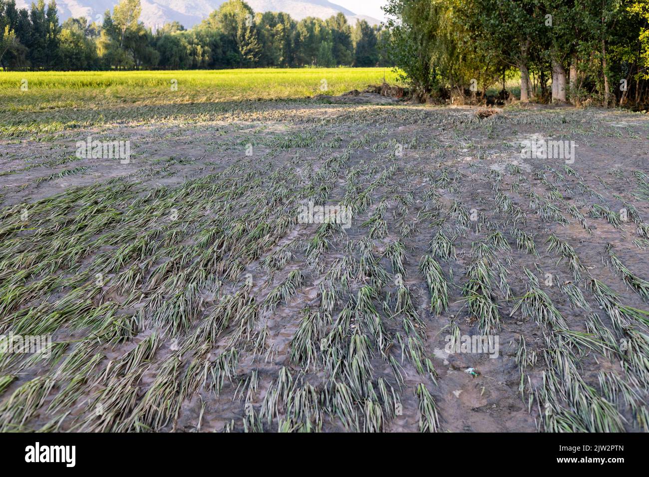 Rice crop damage and washout by a flood in nearby river Stock Photo - Alamy