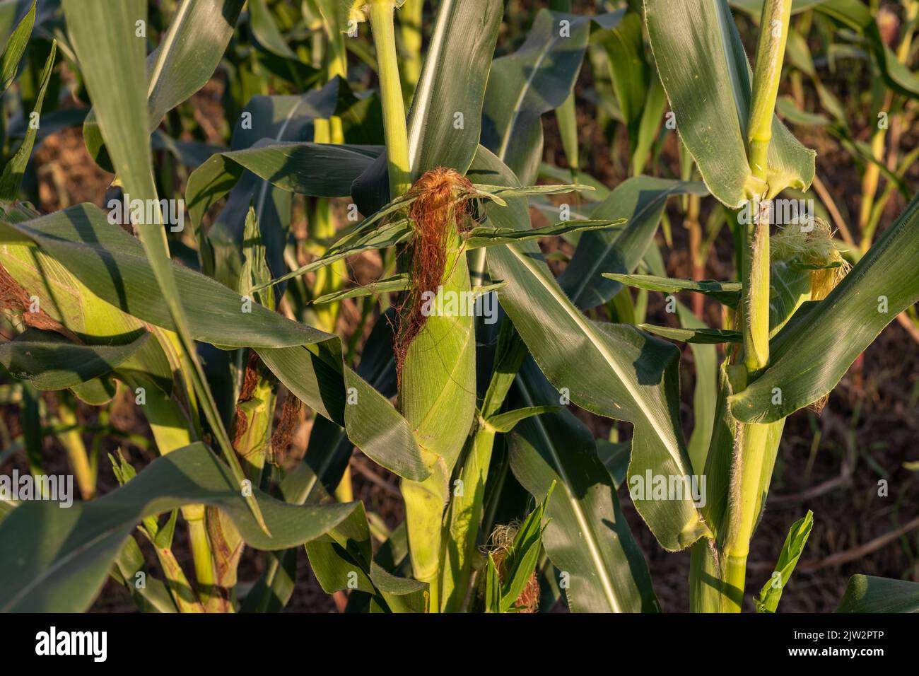 Fodder corn hi-res stock photography and images - Alamy