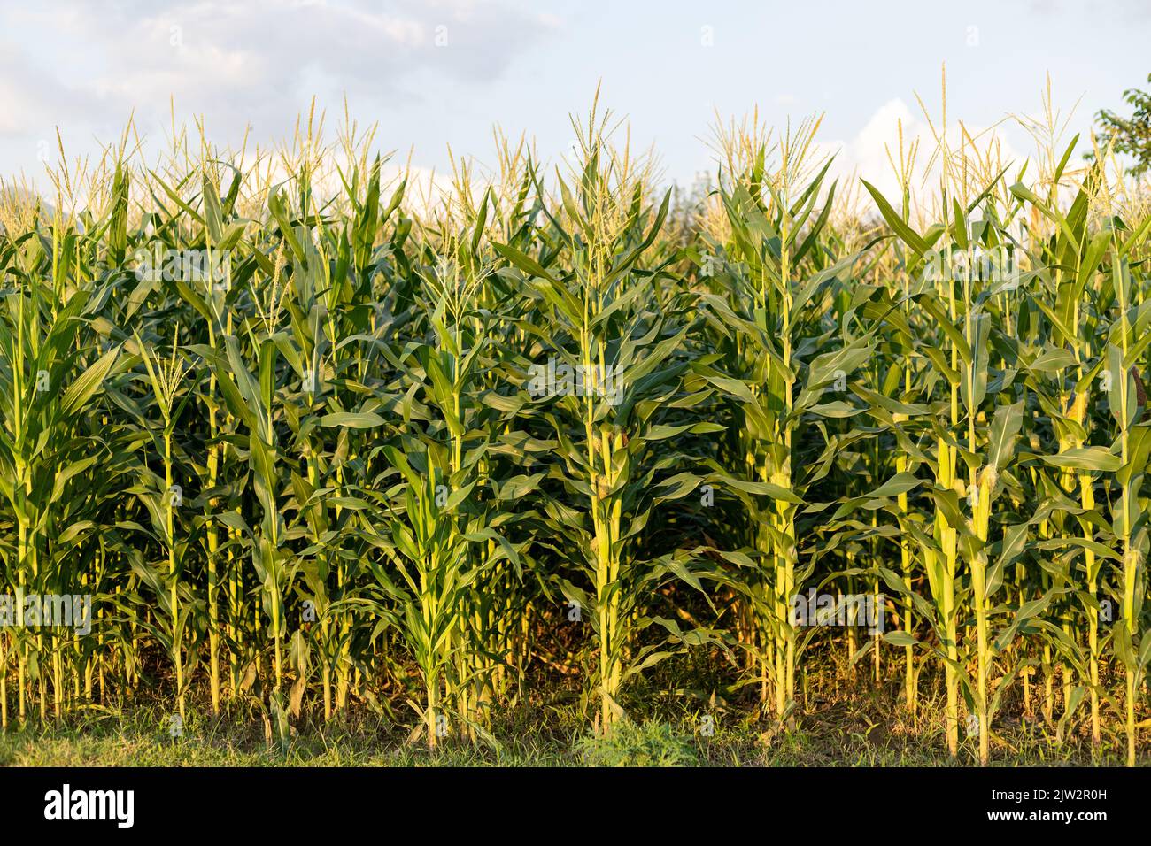 Maize crop hi-res stock photography and images - Alamy
