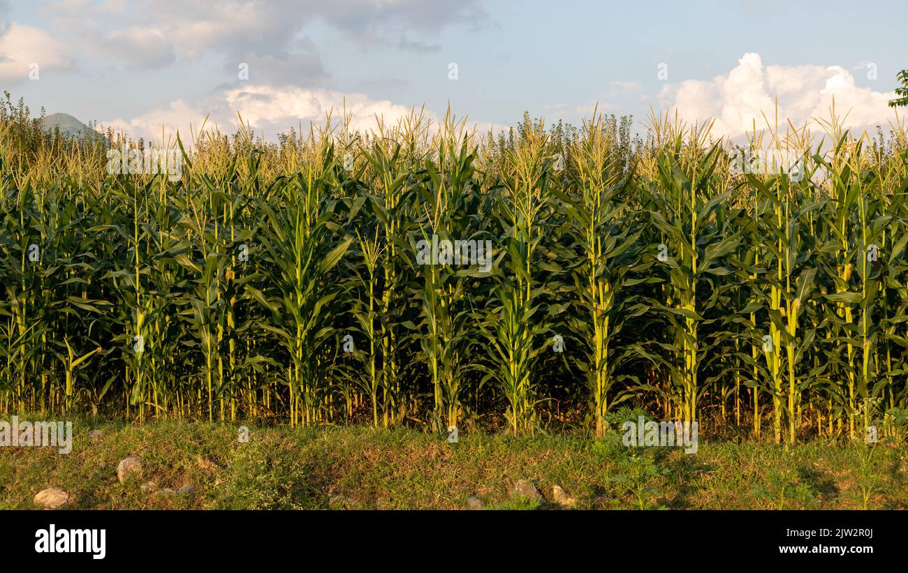Green corn field view in a sunset in the evening with beautiful cloudy ...