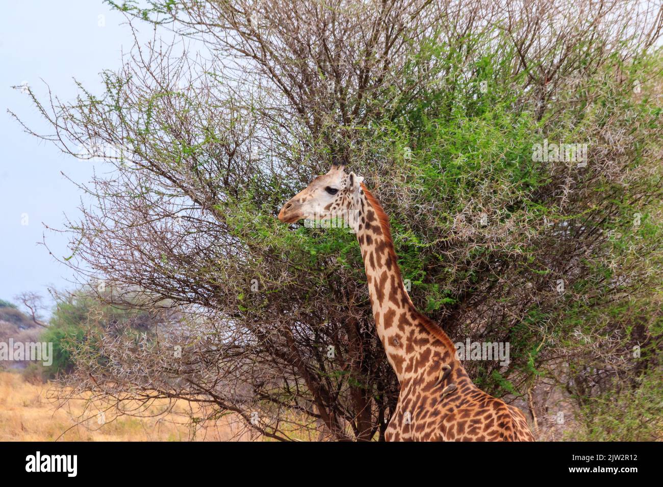 Giraffe eating leaves from tree hi-res stock photography and images - Alamy