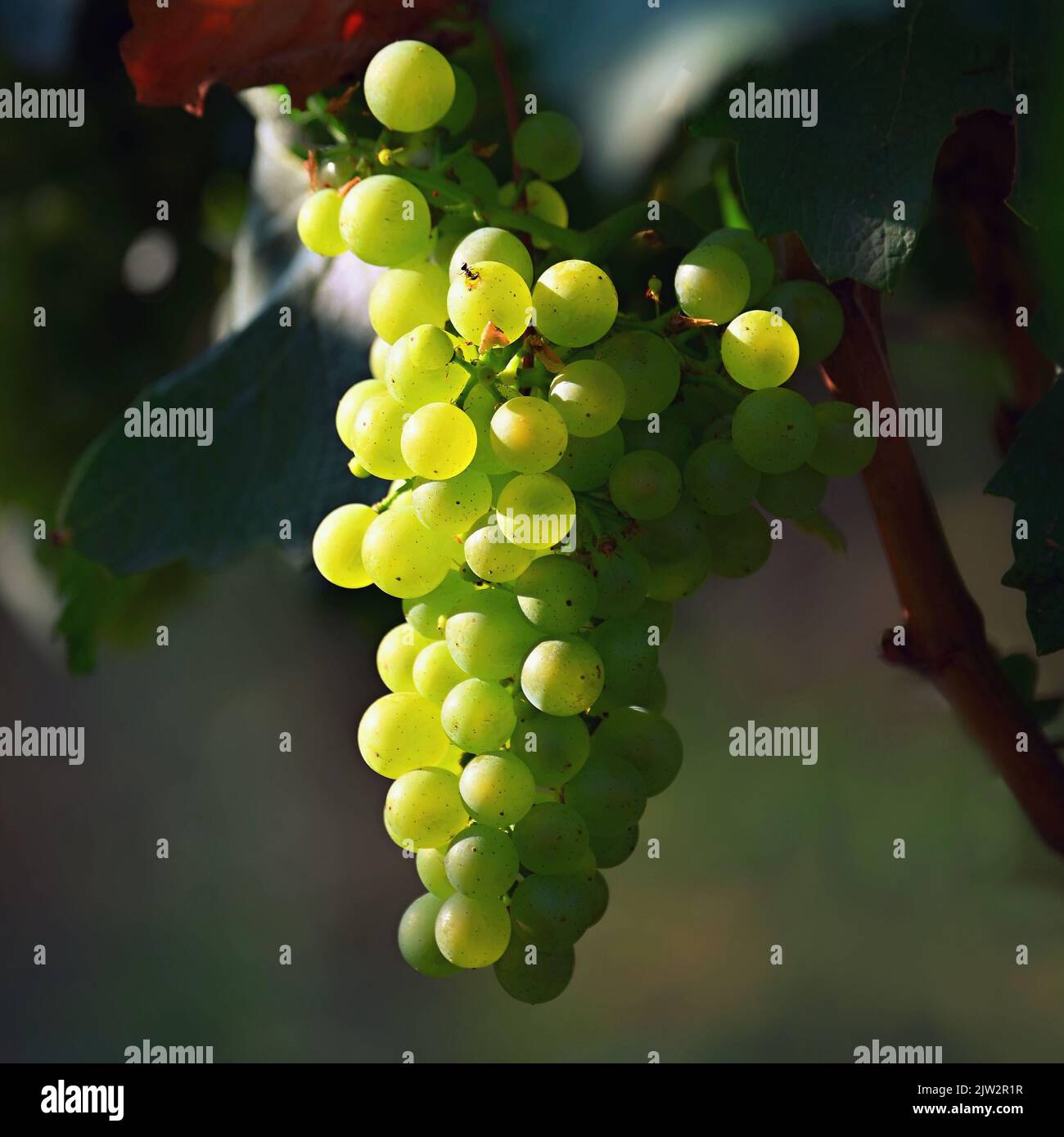 Beautiful fresh fruit - grapes growing in a vineyard. Harvest time ...