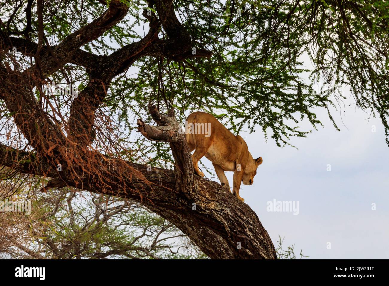 Adult lioness (Panthera leo) get in down from the tree in Tarangire ...