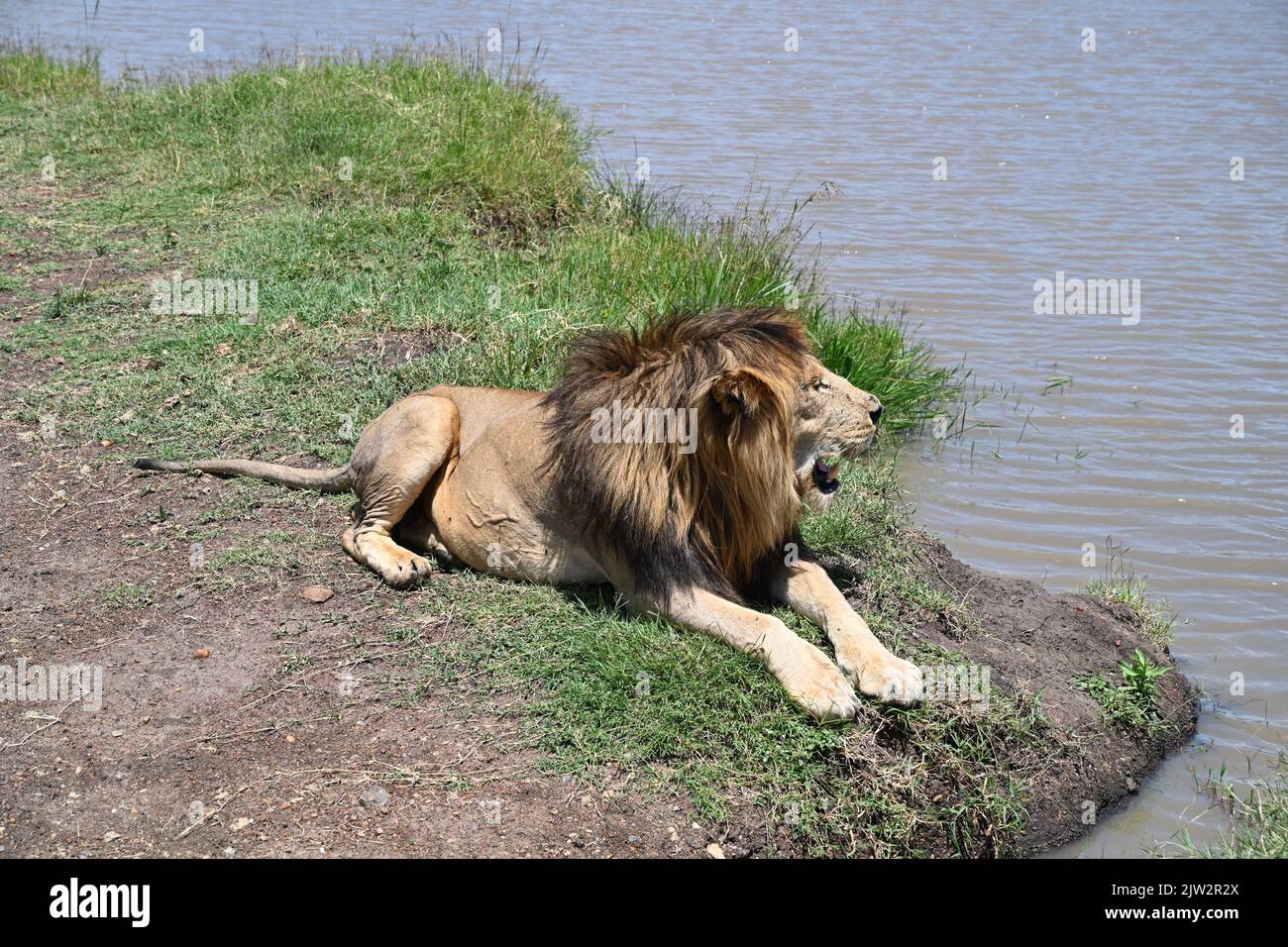 Male african lion fresh hi-res stock photography and images - Alamy