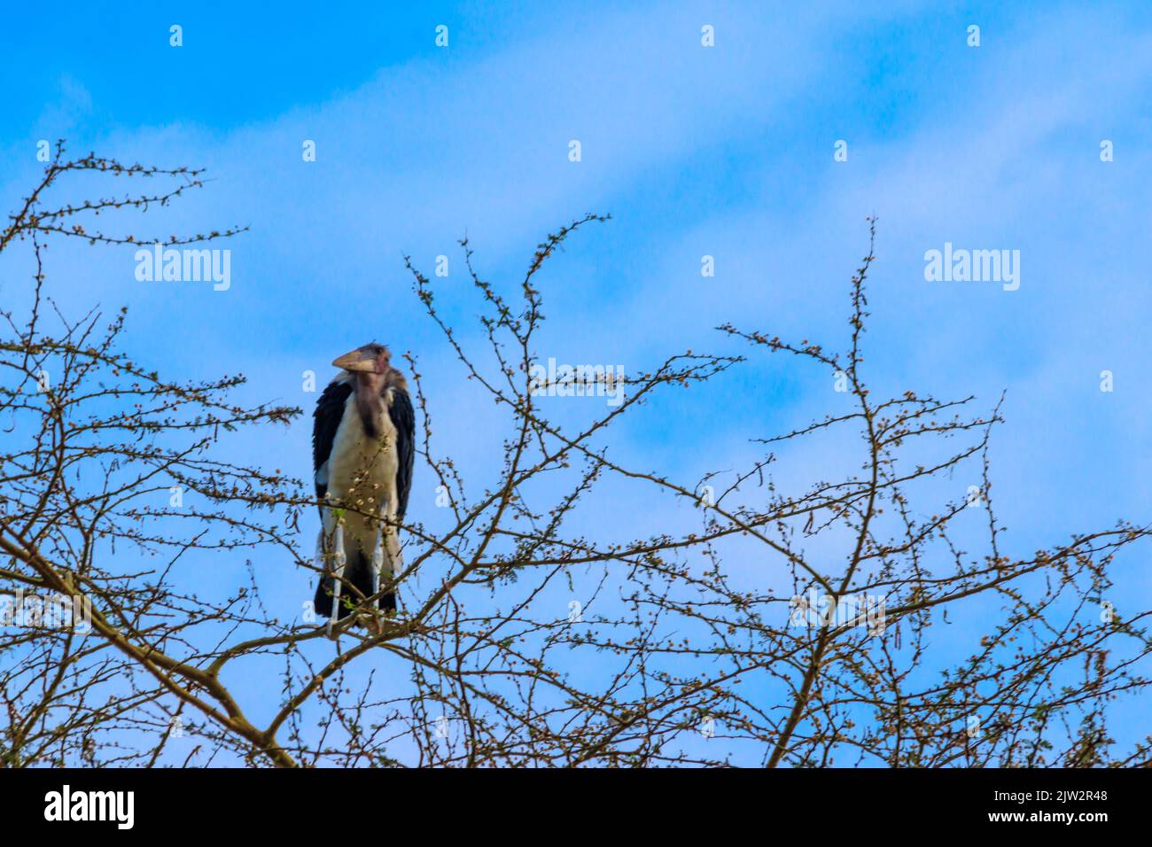 Marabou stork (Leptoptilos crumeniferus) on a tree Stock Photo - Alamy