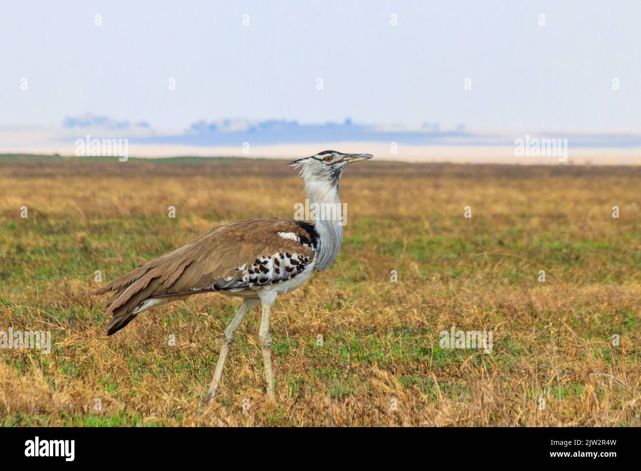 Kori bustard (Ardeotis kori) walking in dry savannah in Serengeti ...