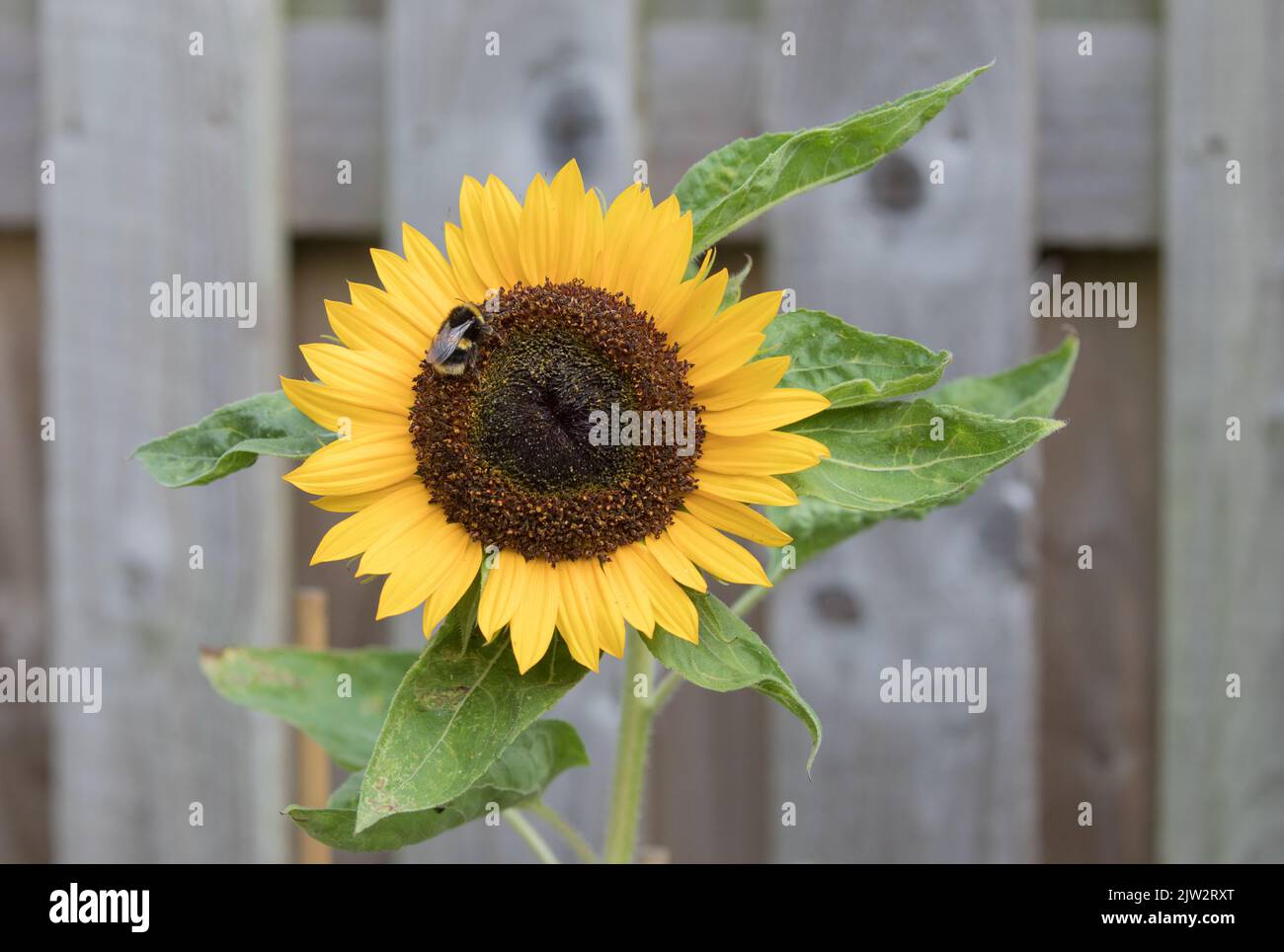 Sunflower harrogate hi-res stock photography and images - Alamy