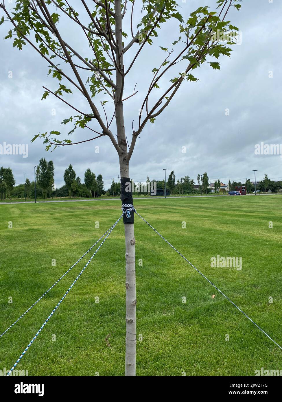 Garter of young trees. Strengthening a young tree with ropes. Garter a ...
