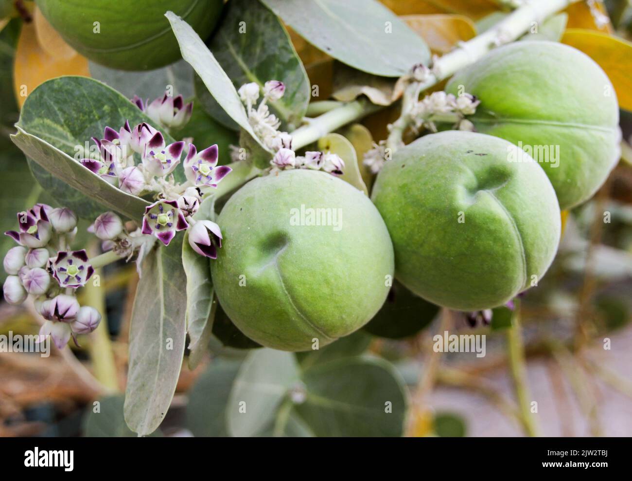 Apple of sodom hi-res stock photography and images - Alamy