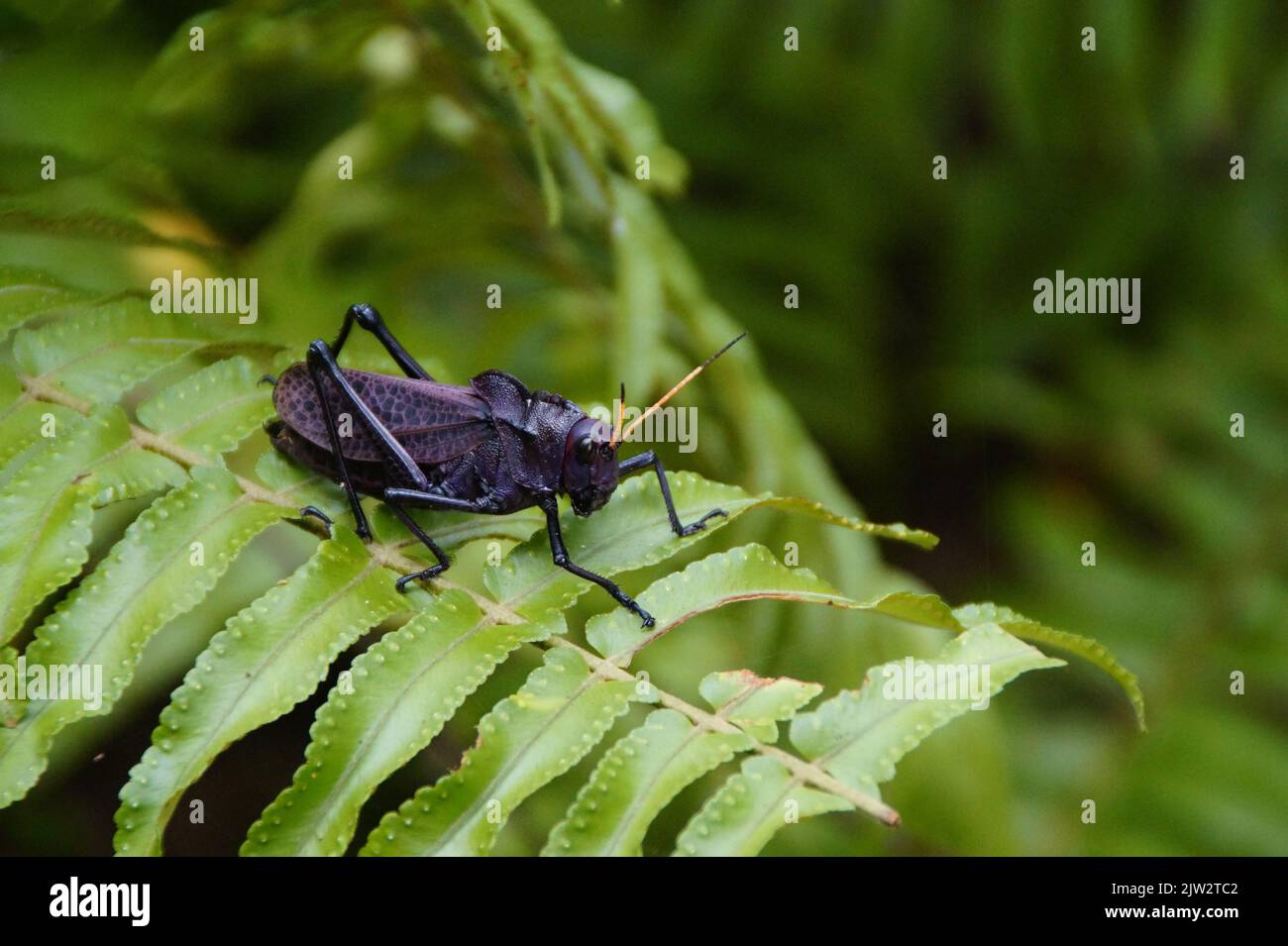 Black grasshopper hi-res stock photography and images - Alamy