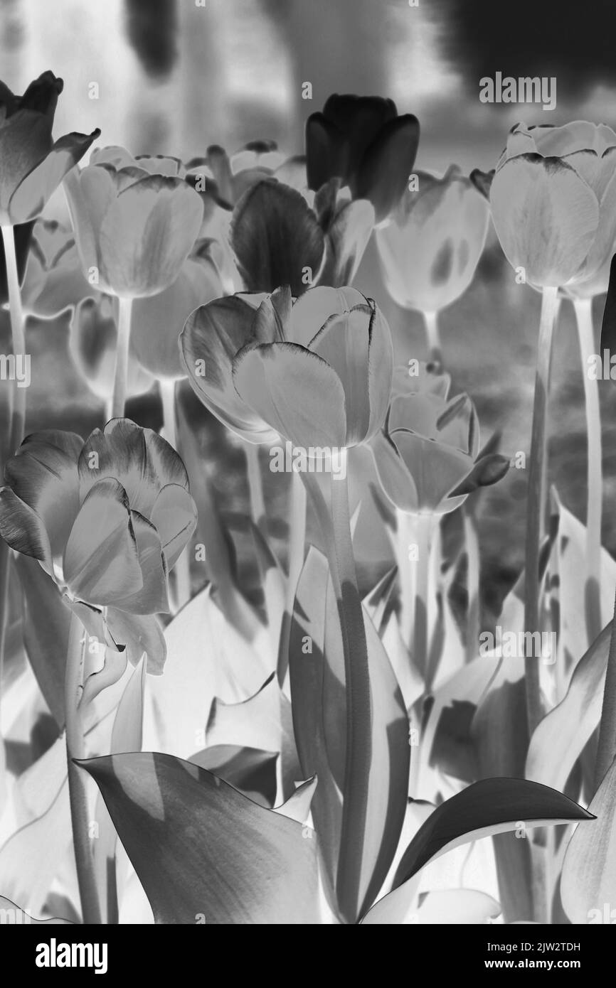 Sunny meadow full of fresh spring tulips and flowers growing in the ...