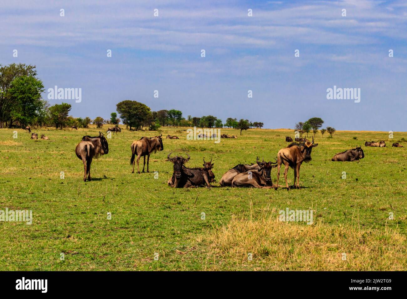 Blue wildebeest eating grass hi-res stock photography and images - Alamy