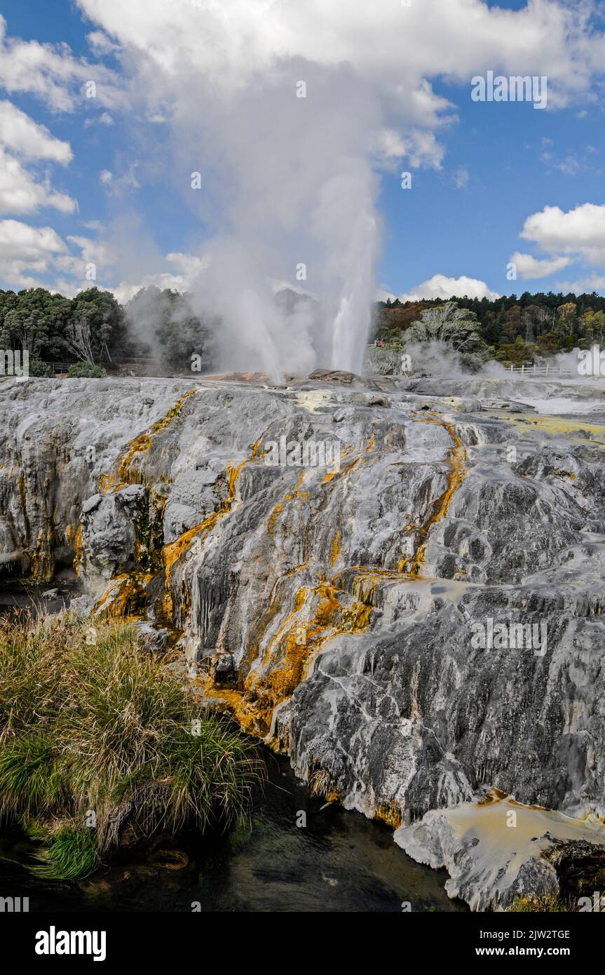 The Pohutu Geyser erupts about once or twice an hour sending about 30 ...