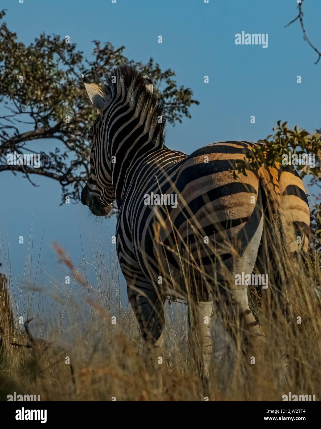 The vertical low-angle view of a zebra from behind, standing in the ...