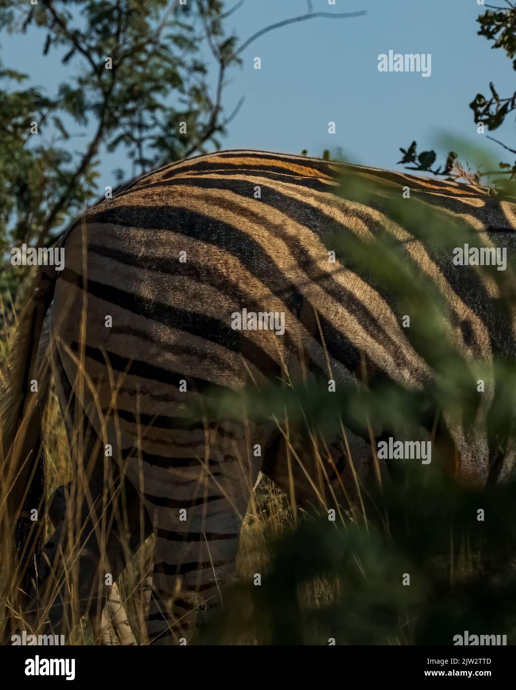 The vertical close-up view of a zebra's hip under the blue sky on a ...