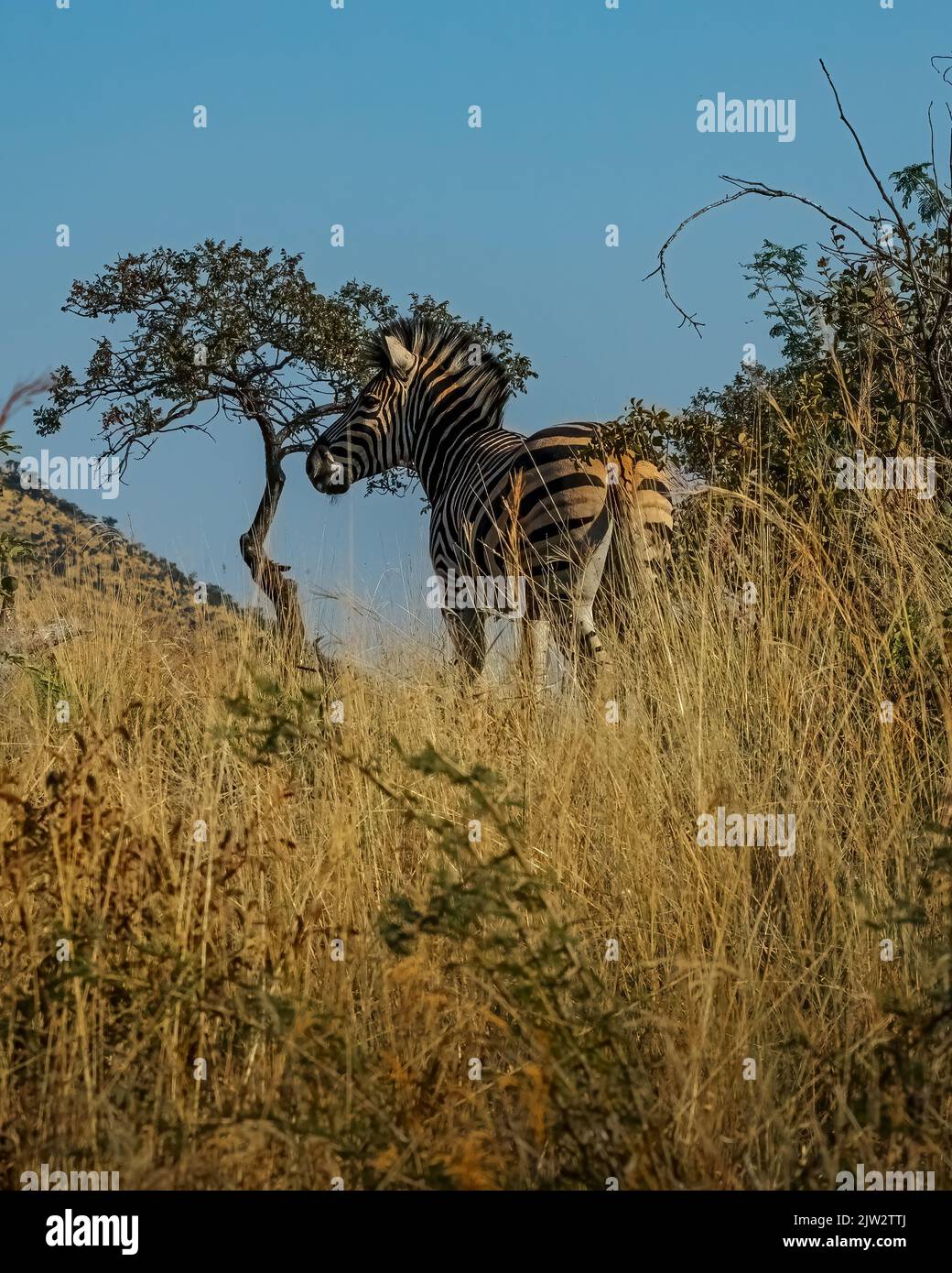 The vertical low-angle view of a zebra from behind standing in the ...