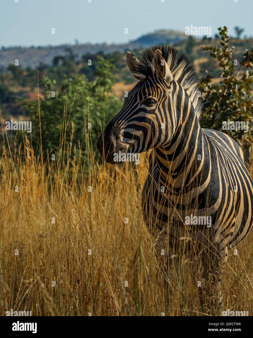The vertical profile portrait of a zebra standing in the grass under ...